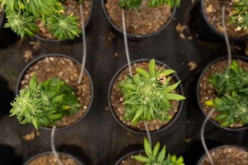 Is albino cannabis an urban legend? | SensorySeeds